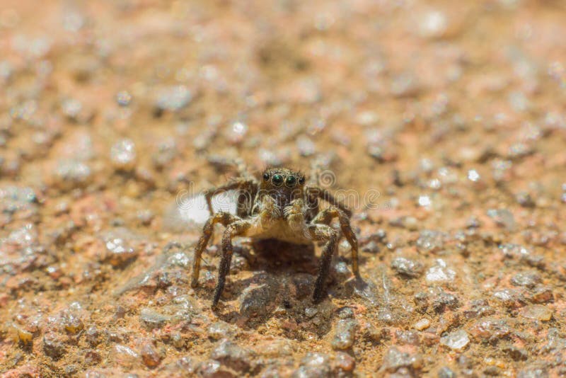 Small Jumping Spider stock photo. Image of chelicerata - 218800880