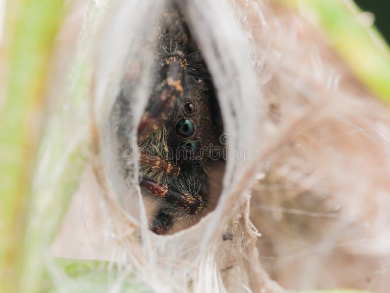 Small jumping spider hides stock image. Image of closeup - 60081827