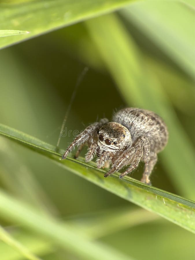 Small Jumping Spider Position Monitors Stock Image - Image of black ...