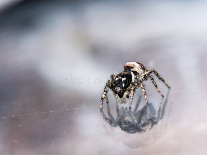 Small Jumping Spider Sees Reflection in Glass Stock Image - Image of ...