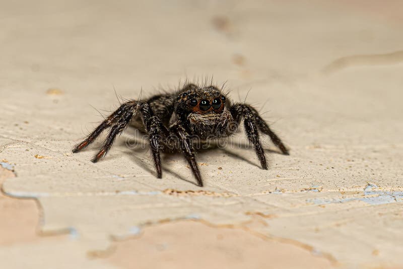 Small jumping spider stock image. Image of arachnida - 264277737
