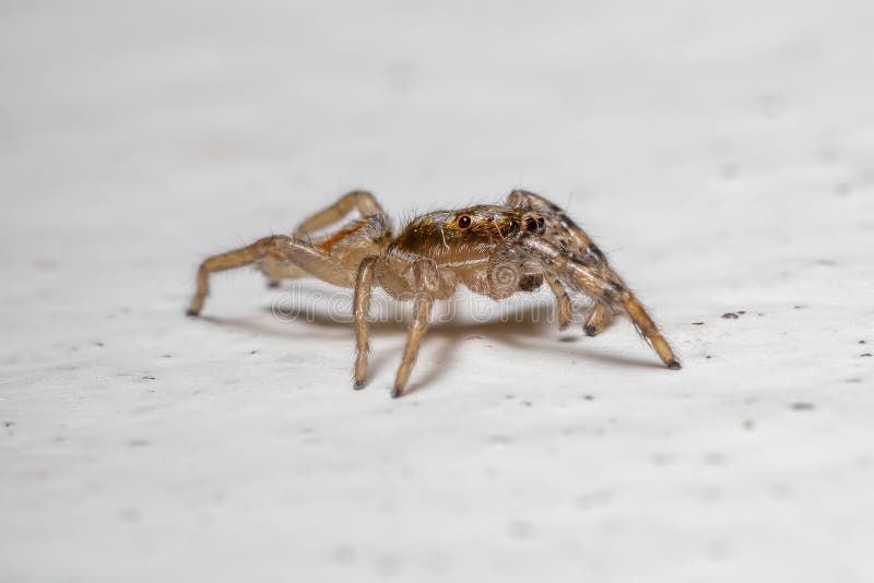 Small Jumping Spider stock photo. Image of chelicerata - 218800880