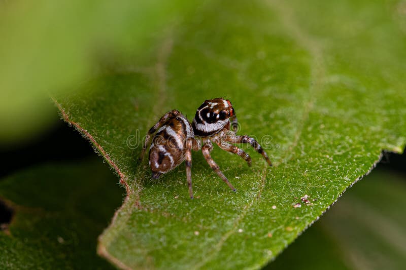 Small Jumping Spider stock image. Image of invertebrate - 311816989