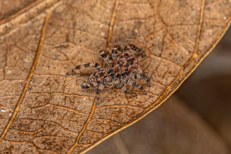 Small Jumping Spider stock photo. Image of araneomorphae - 258931336
