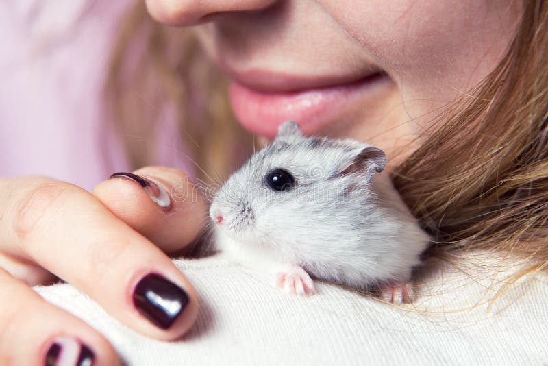 Jungar Hamster Running in the Wheel Stock Photo - Image of cheeks, cute ...