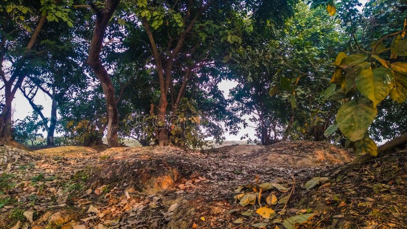 Small jungle in field stock image. Image of woodland - 196638739