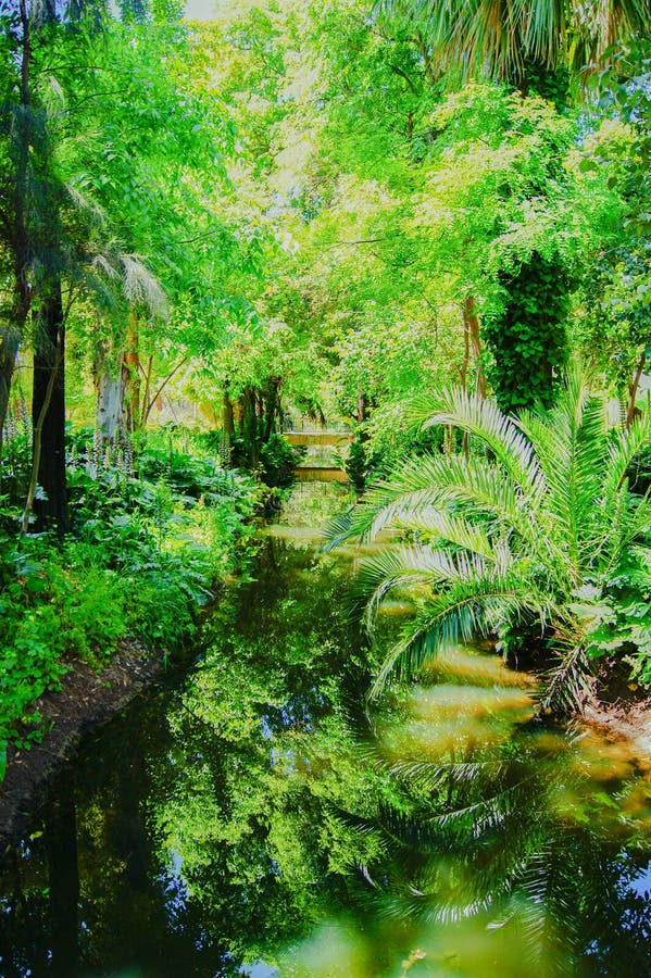 Small jungle at morocco stock image. Image of morocco - 209069419