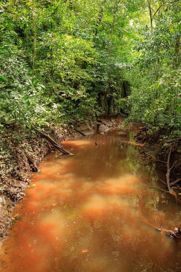 Small Jungle River in Borneo Stock Image - Image of exotic, jungle ...
