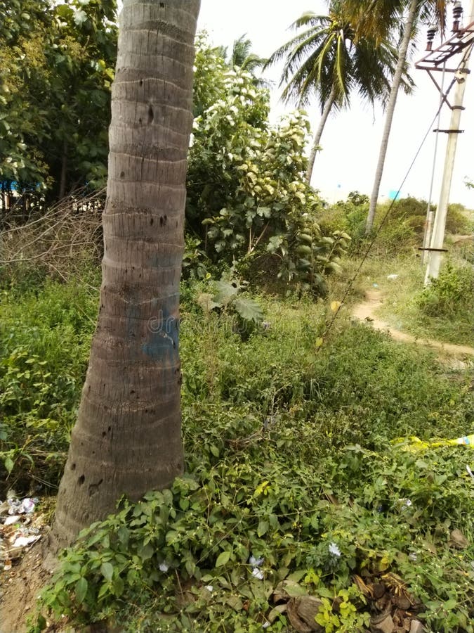 Small jungle stock photo. Image of nature, coconute - 121852572