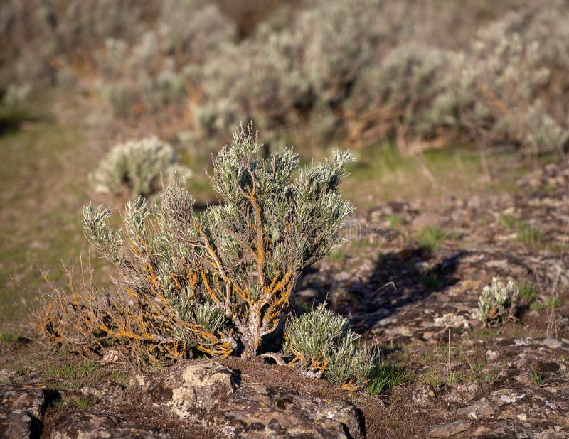 Small Juniper Bush Growing Out of Rocks Stock Image - Image of park ...