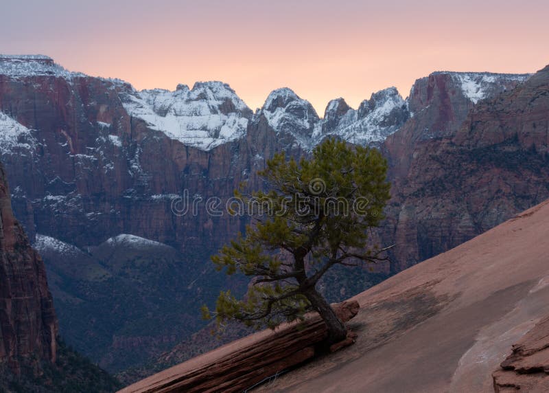 Small Juniper Tree Growing from Sloping Sandstone at Sunset Stock Photo ...