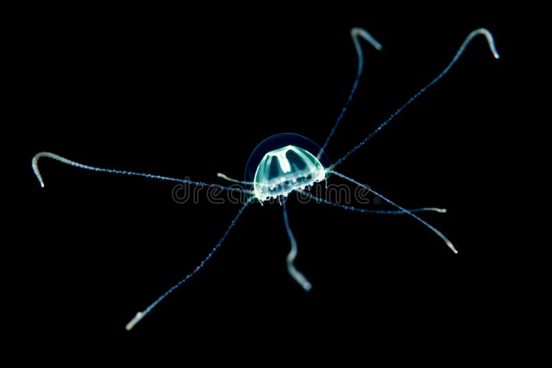 Small Juvenile Transparent Translucent Jellyfish in Black Water Stock ...