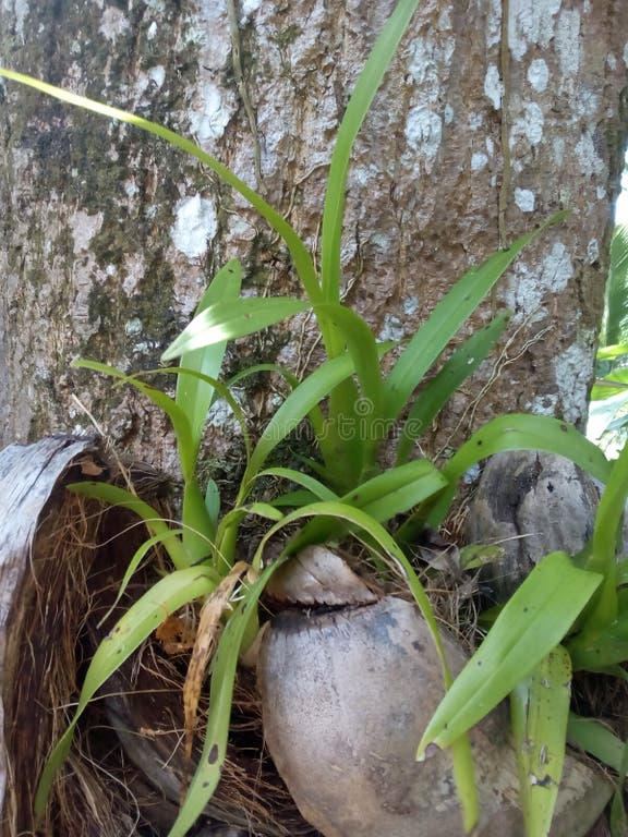 Small Kandy Dancer Orchid Plant through Coconut Shell on the Tree Stock ...