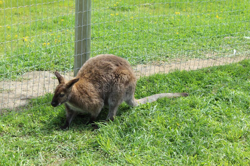 347 Kangaroo Fence Stock Photos - Free & Royalty-Free Stock Photos from ...