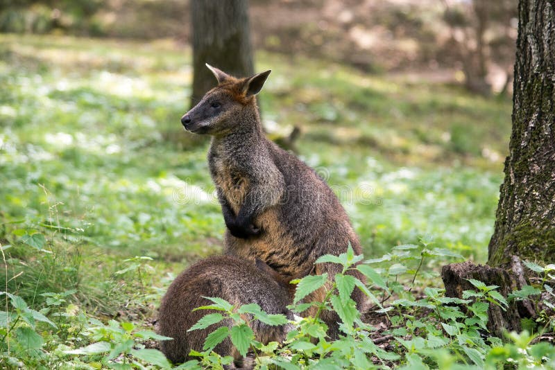 A Small Kangaroo Sits on a Stone in the Forest. Stock Photo - Image of ...