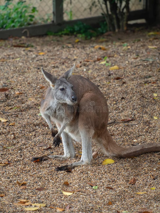 Small kangaroo stock image. Image of wild, forest, green - 148527001