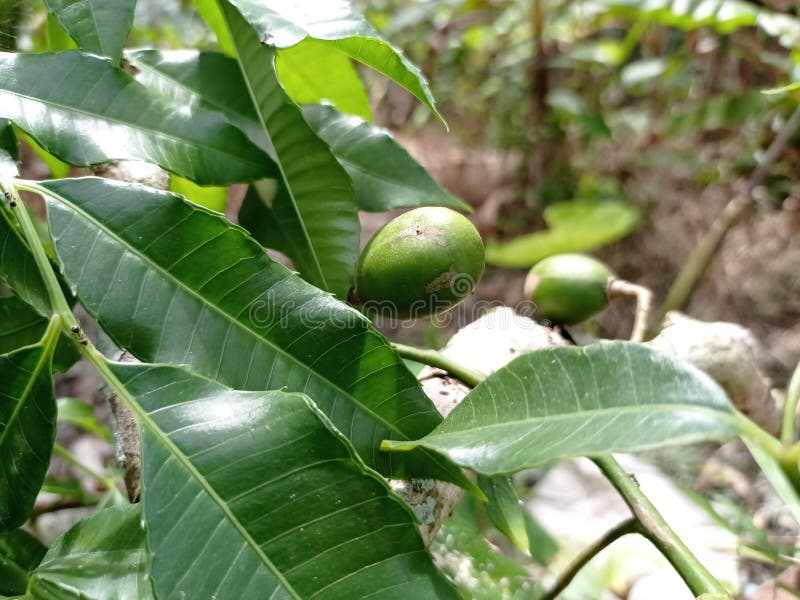 Small Kedondong Fruit Up Close Stock Photo - Image of deciduous ... Small Kedondong Fruit Up Close Stock Photo - Image of deciduous ...