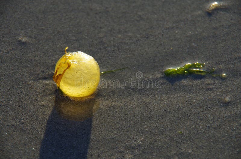 Bulb of Kelp on Beach of Wet Gray Sand Stock Image - Image of gray ...