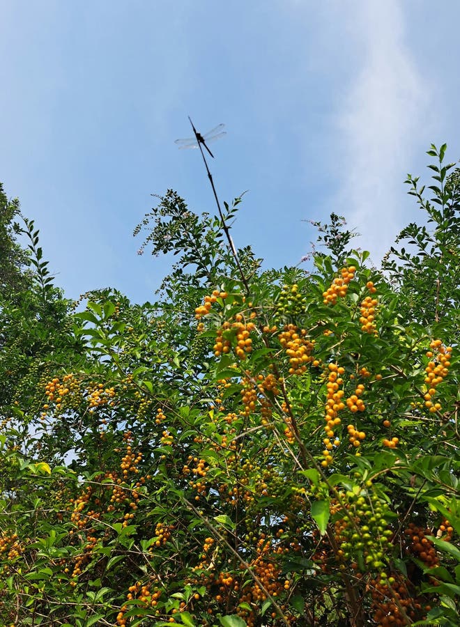 A Small Kemuning Fruit Has a Dragonfly Perched on Top of it. Stock ...