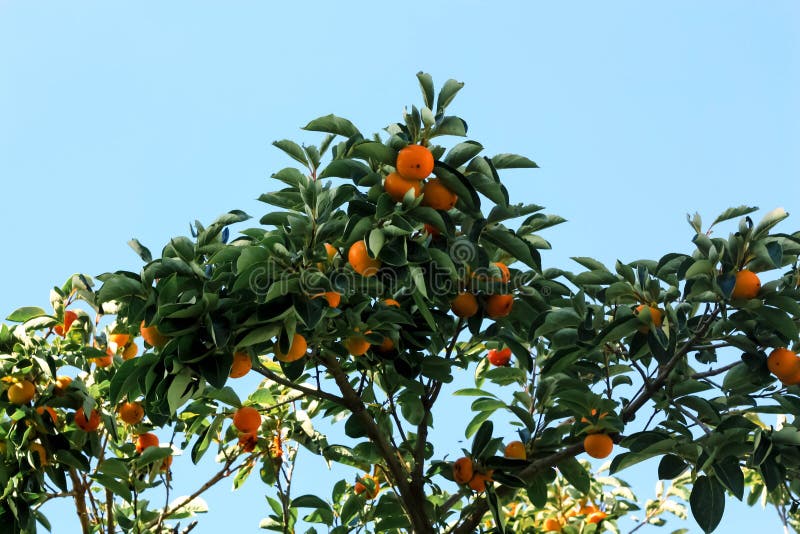 Small Khaki Tree stock photo. Image of agriculture, persimmon - 35488514