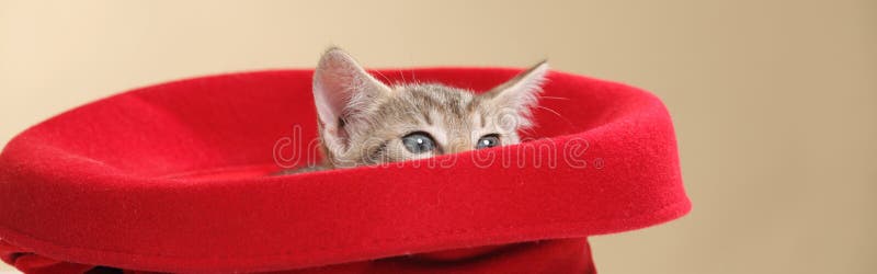 Small kitten stock photo. Image of animal, domestic, studio - 15089742
