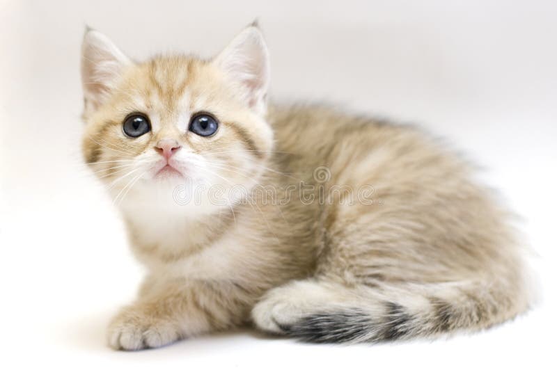 Cute ginger kitten stock image. Image of kitten, single - 24342203