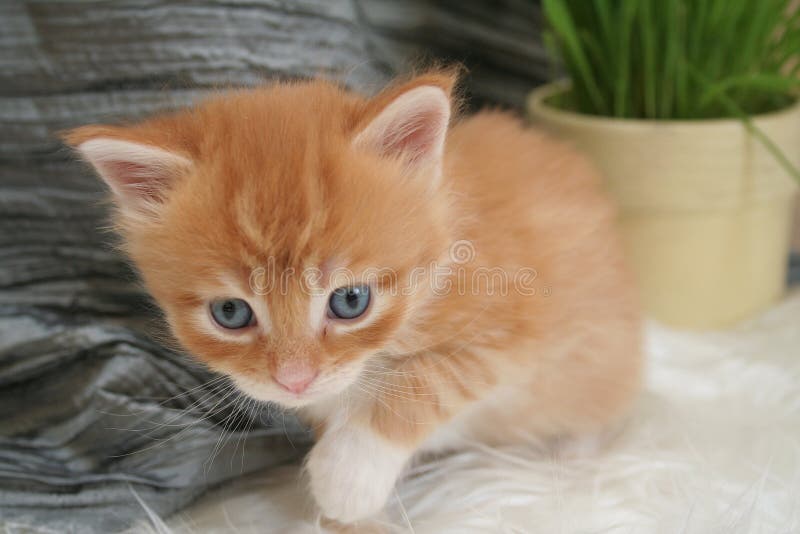 Small Kitten Picture. Image: 2318285