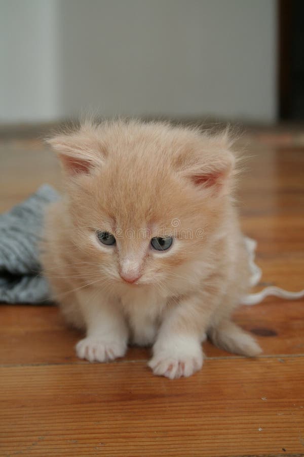 Sight of a Small Nice Fluffy Kitten Stock Photo - Image of house, nice ...