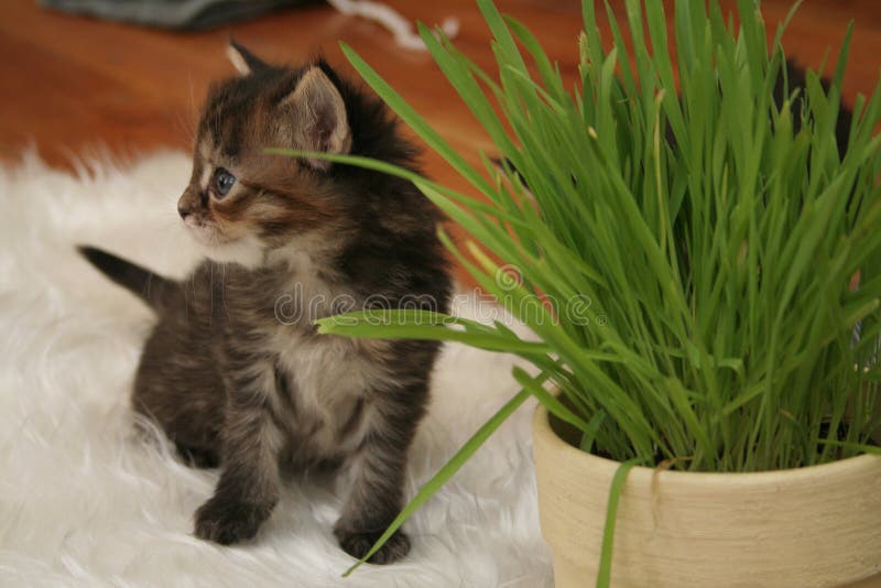 Small kitten stock image. Image of small, coon, play, kitty - 2318313