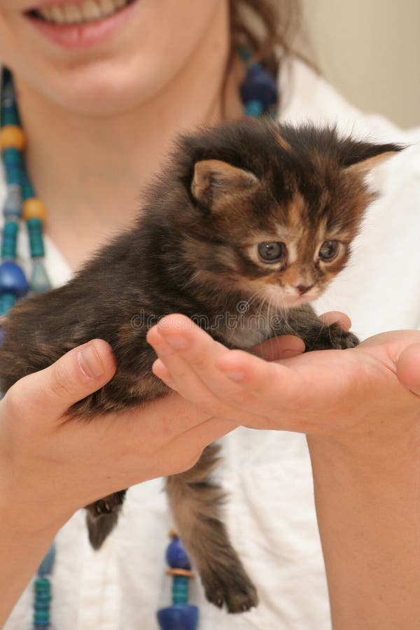 Small kitten stock photo. Image of animals, eyes, hands - 2318408