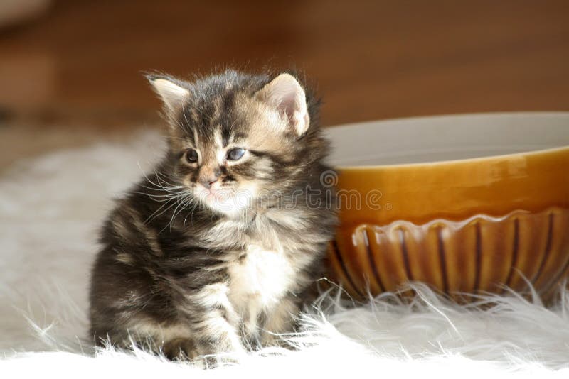 Small kitten stock image. Image of animals, play, looking - 9157051