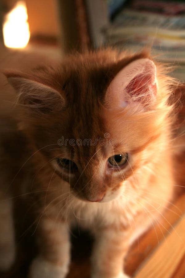 Small kitten stock photo. Image of looking, coon, puss - 2671416