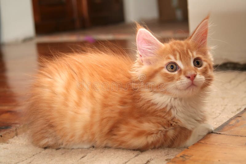 Small Kitten Picture. Image: 2671910