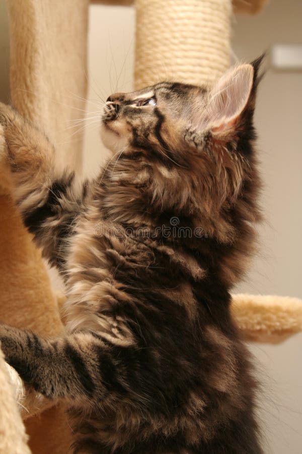 Small Kitten Picture. Image: 2697339