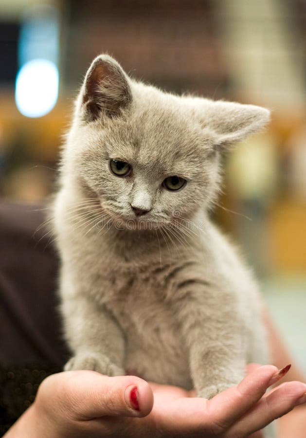 Small Kitten stock image. Image of beautiful, tomcat, natrual - 5191059