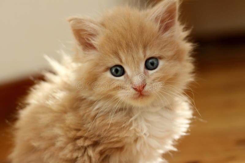 Small kitten stock image. Image of animals, play, looking - 9157051