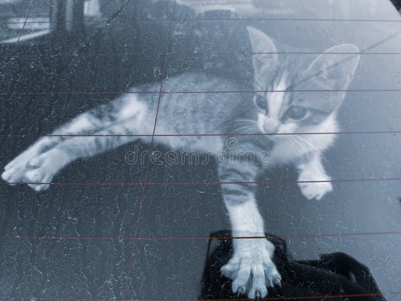 Small Kitten Behind the Windshield of a Car Stock Photo - Image of ...