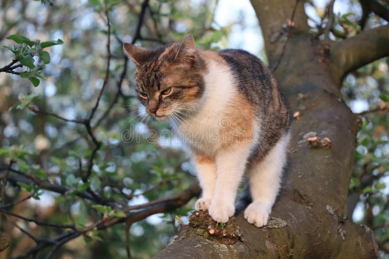 A Cat Who Jumping from the Tree. she is so Playfull Kitten Stock Image ...