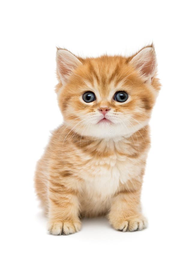 Small kitten breed British stock photo. Image of lovable - 105600668