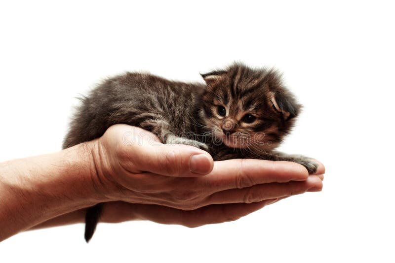 The kitten on hand closeup stock image. Image of animals - 88459799
