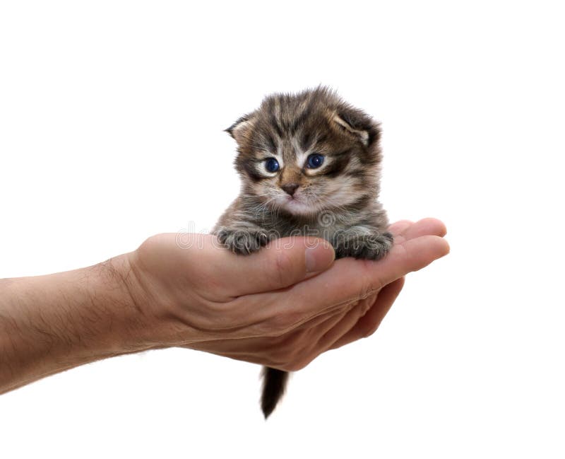 The kitten on hand closeup stock image. Image of animals - 88459799