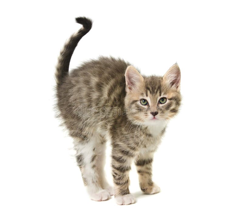A Small Kitten Has Arched His Back Stock Image - Image of domestic ...