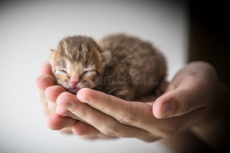 Small Kitten in Human Hands Stock Photo - Image of newborn, breed: 89715636
