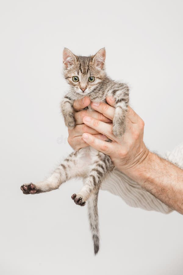 Small Kitten in Male Hands. Stock Image - Image of home, love: 213661171