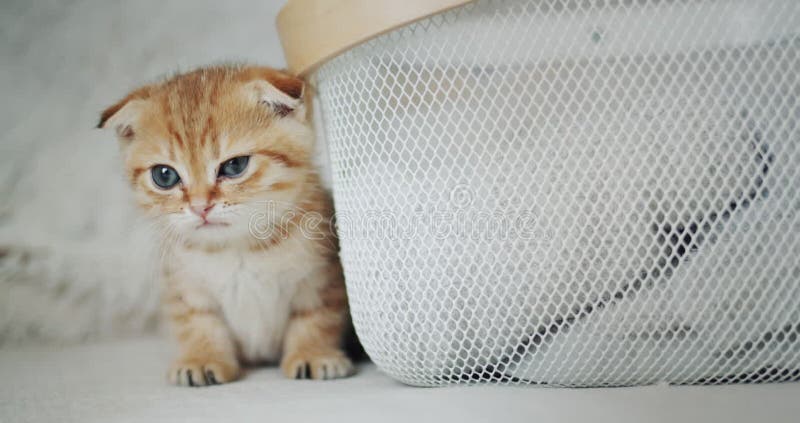 A Small Kitten Peeks Out from Behind a Basket. Cute Pet Stock Video ...