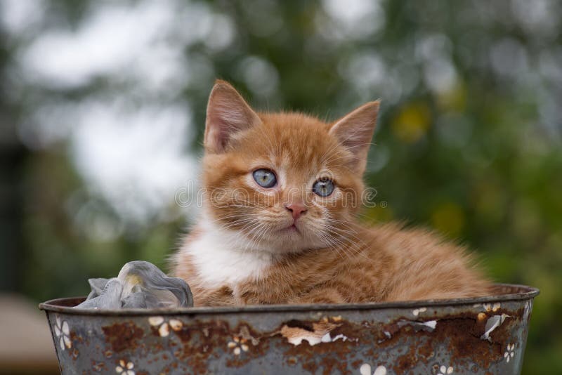 A Little Cat that is Sitting Inside of a Trash Can Stock Image - Image ...