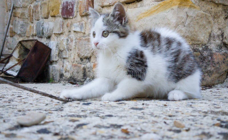 Kitten playing outside stock photo. Image of lovely - 158828348