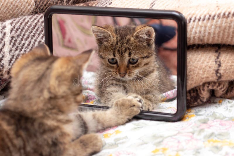A Small Kitten Plays with Its Reflection in the Mirror. Interesting ...