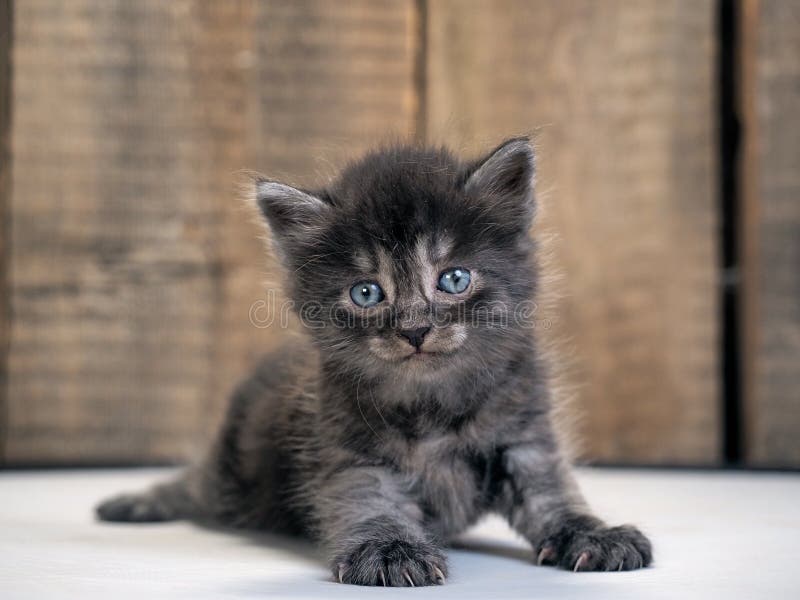 A Small Kitten with a Pleading Look Stock Image - Image of meow, mammal ...