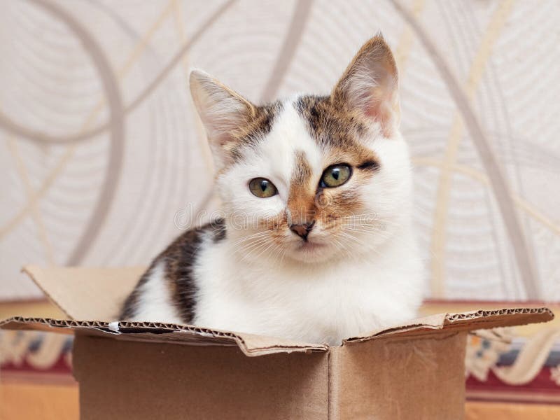A Small Kitten Sits in a Cardboard Box and Looks Out of the Box ...